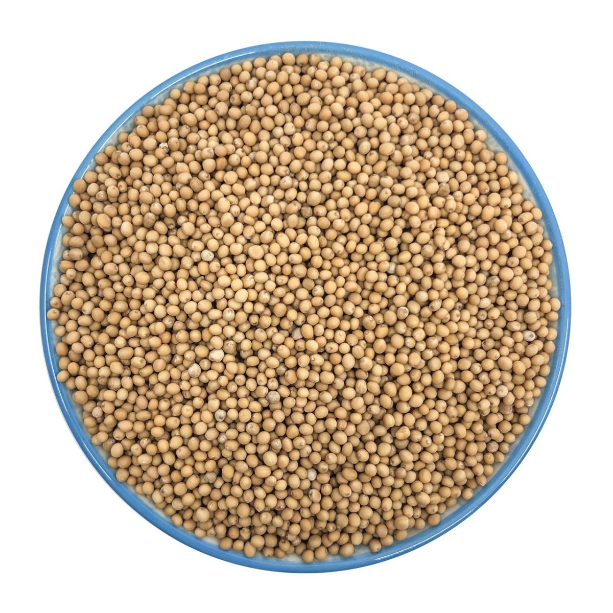 Senape gialla in semi