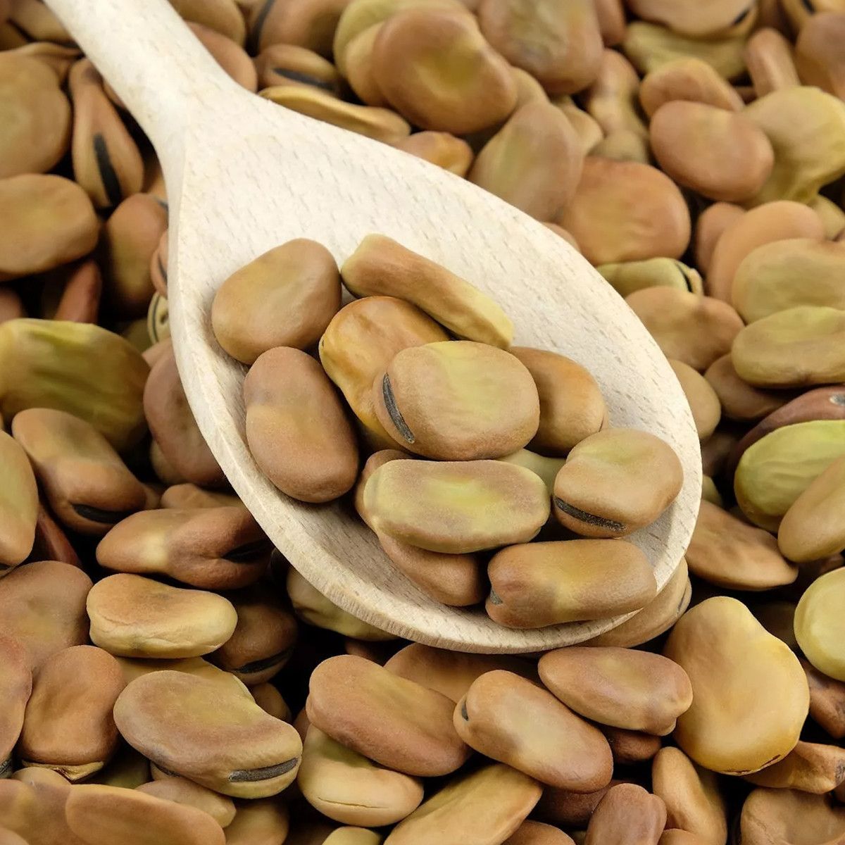 Fave secche Intere Italiane